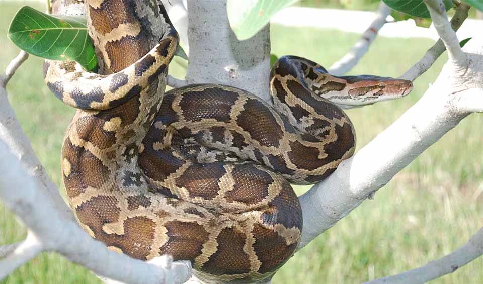 Indian python facts, distribution & population | BioDB